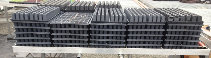 Blog - Woodland Farm