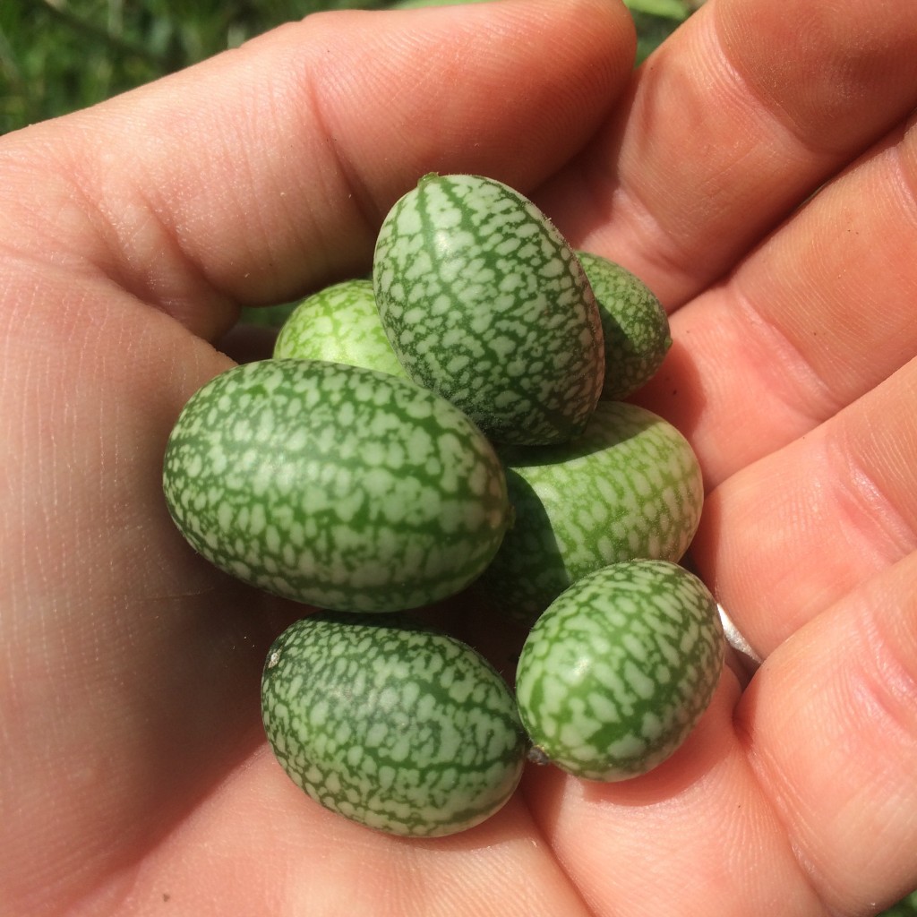 Blog - Woodland Farm